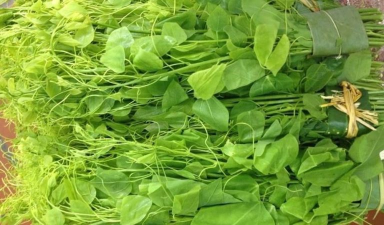 Khám phá 4 loại rau rừng ăn được hiếm có mang hương vị miền sơn cước